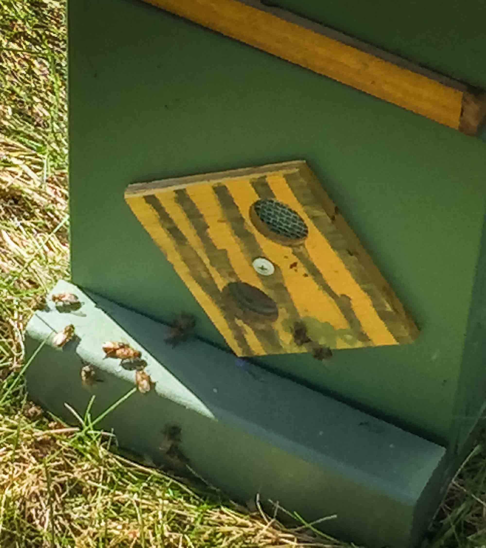 Bee-Swarm-0616 – Project Bee